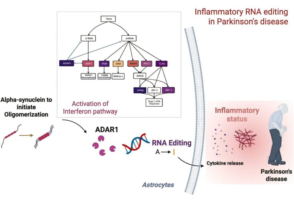 New Study Reveals RNA Editing Enzyme Fuels Brain Inflammation in ...