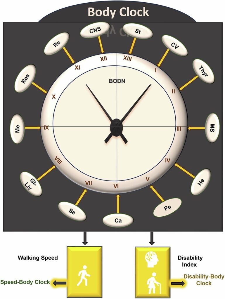 Scientists Develop Eight-Metric System to Decode the Pace of Human Aging