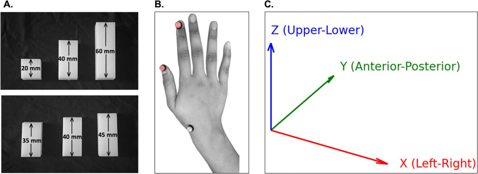 Study Finds Finger Movements Can Reveal Autism with 85% Accuracy