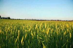 Deep Sea Spiders Discovered Farming Methane-Eating Bacteria for Food
