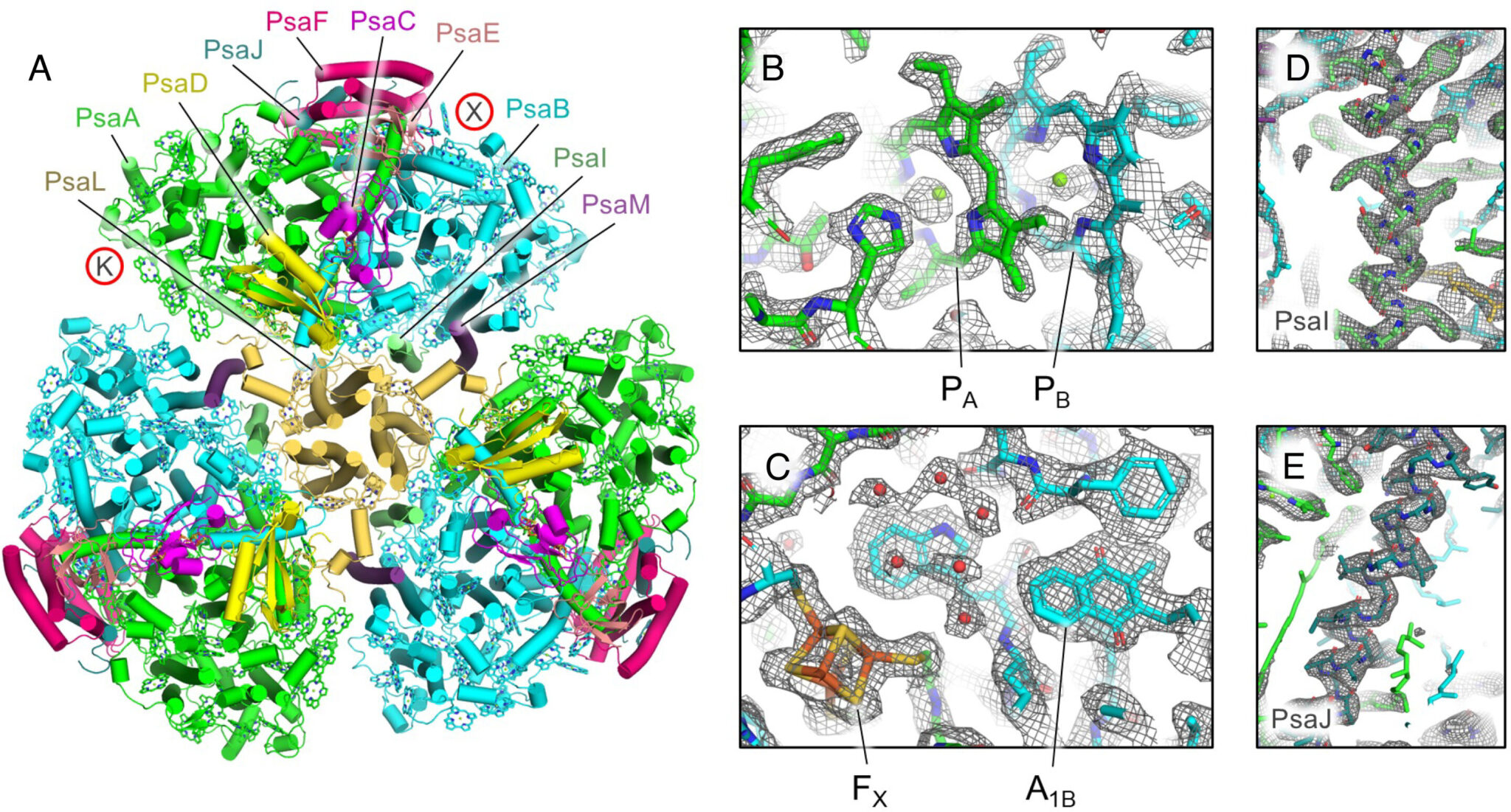 Scientists Decode a 3-Billion-Year-Old Engine That Made Oxygen Possible