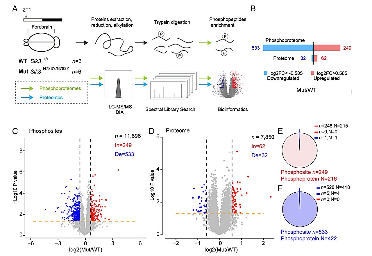 The Genetic Secrets of Natural Short Sleepers