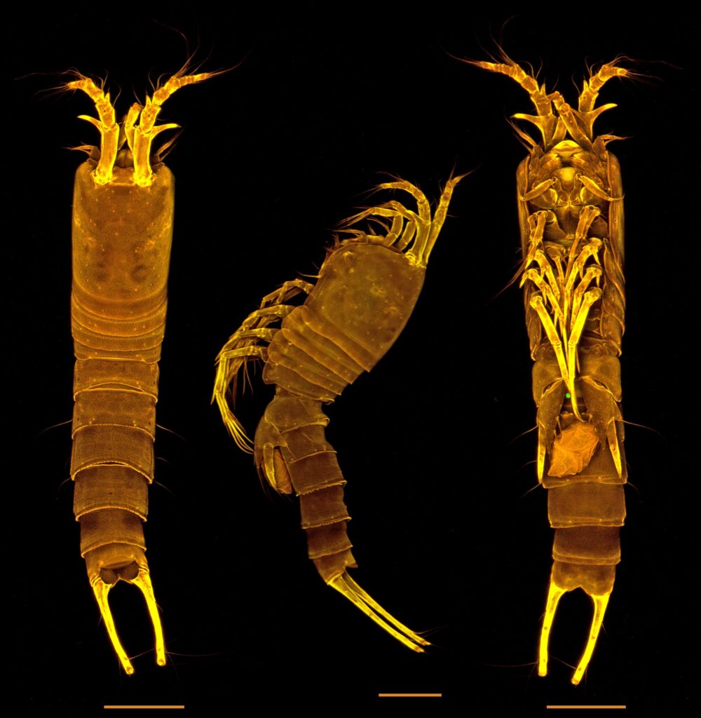 Tiny Crustacean Discovered in Bermuda Cave Reveals Ancient Evolutionary ...