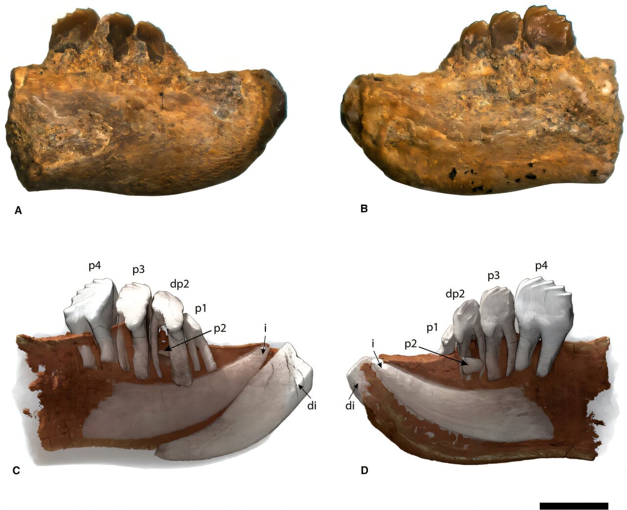 145-Million-Year-Old Jawbone Uncovers Secrets of Ancient Mammal Lineage