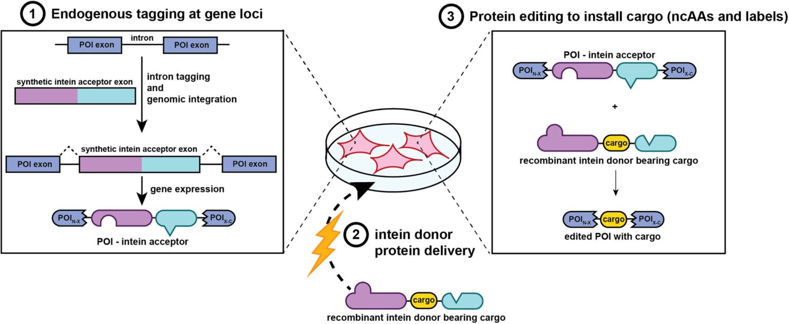 New Molecular Tool Edits Proteins in Living Cells in Just Minutes