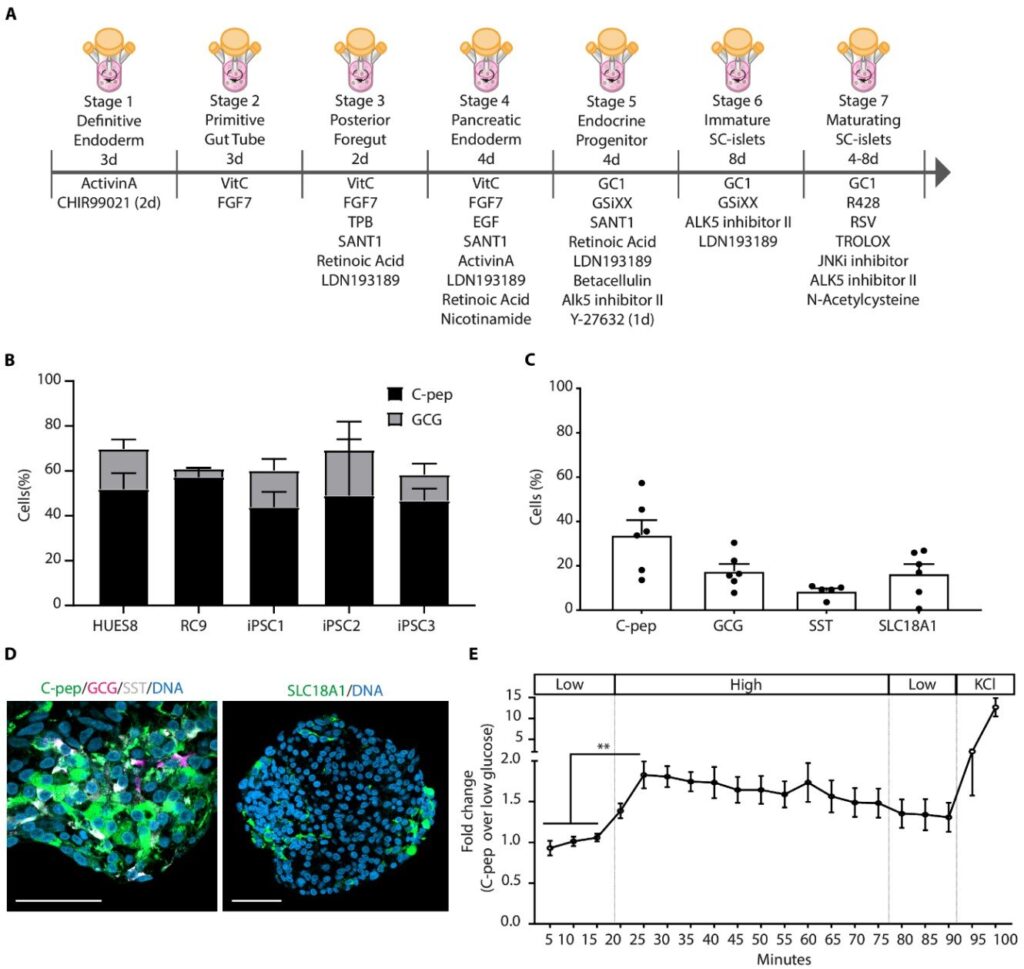 Stem Cell Breakthrough Offers Hope for Type 1 Diabetes Cure