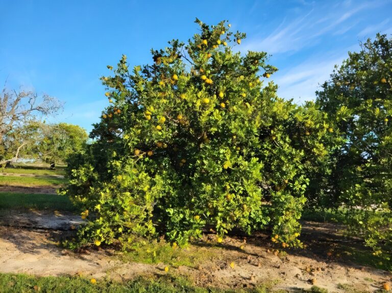 Scientists Uncover an Orange Tree That Thrives Amid Citrus Crisis