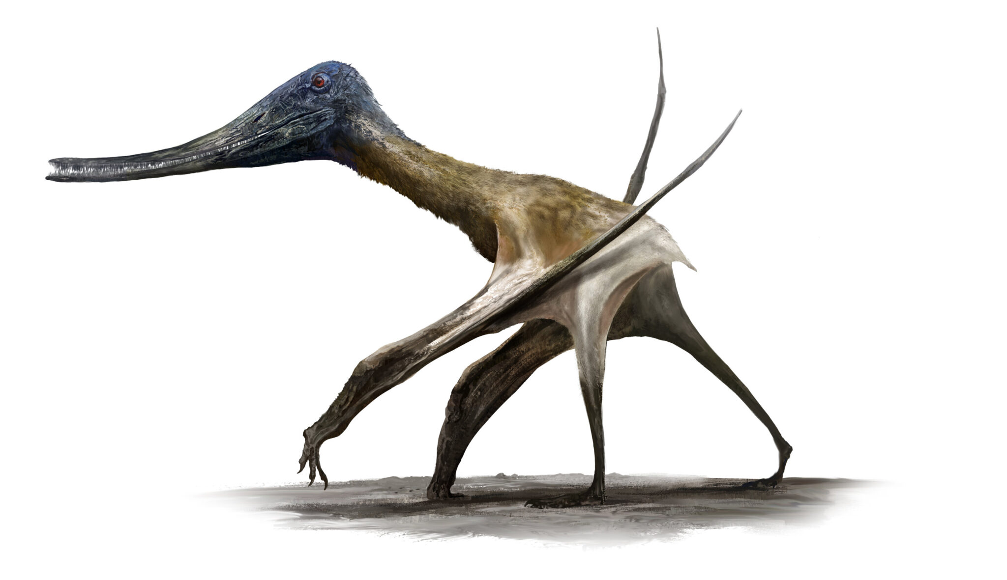 Ancient Footprints Reveal Pterosaurs Walked the Earth as Well as Flew ...