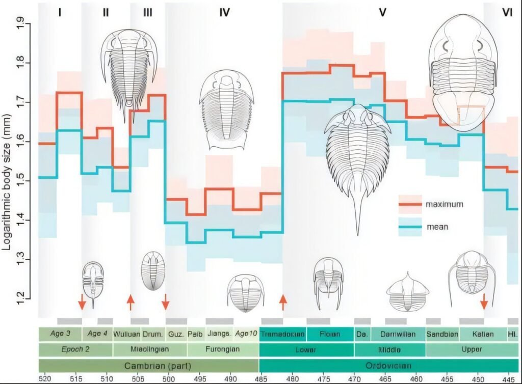 Oxygen’s Silent Hand: How Marine Redox Shaped Trilobite Body Size in ...