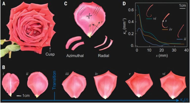 The Secret Geometry of Roses: How Physics Explains the Flower’s Unique ...