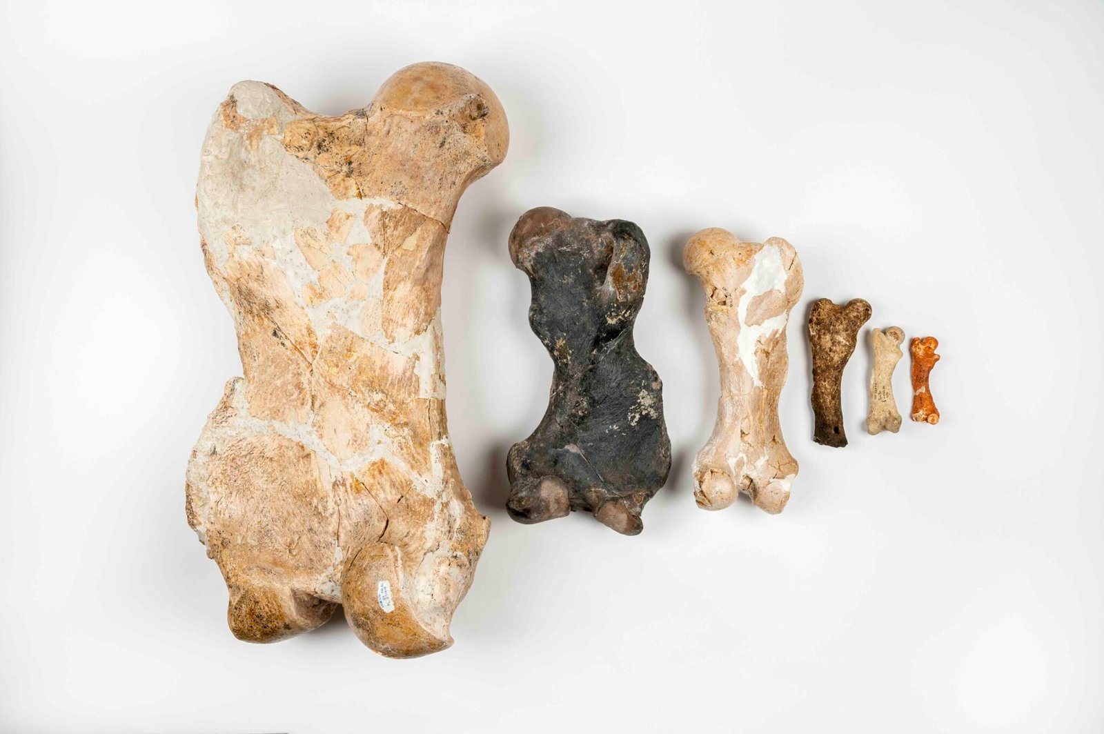 Sloths Once Ruled the Earth on Giant Feet and Guts of Steel