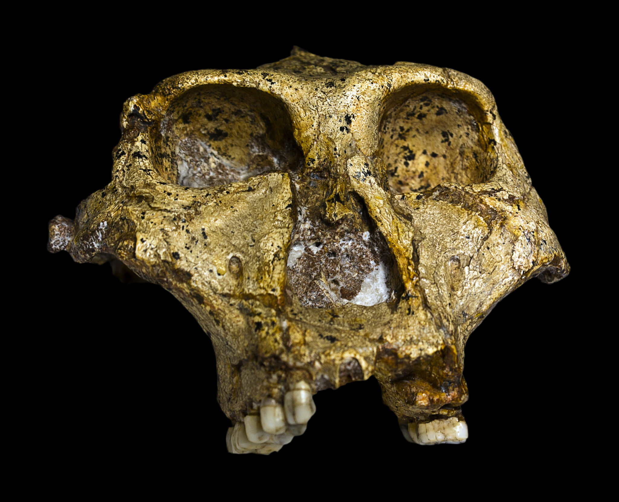 Ancient Teeth Reveal Hidden Diversity in Early Human Cousins