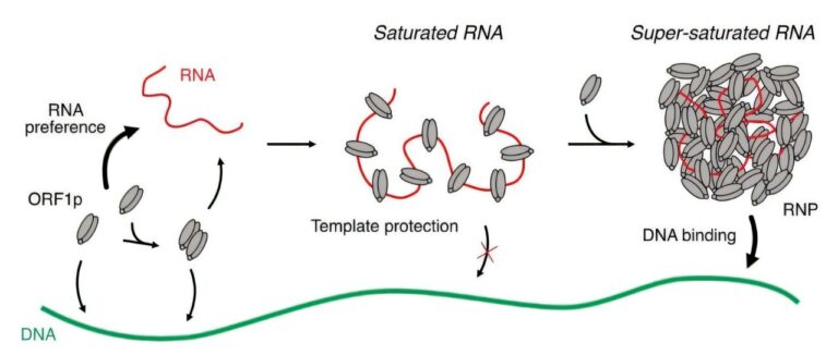 The Secret Life of Jumping Genes: How Viral Echoes Shape Our DNA