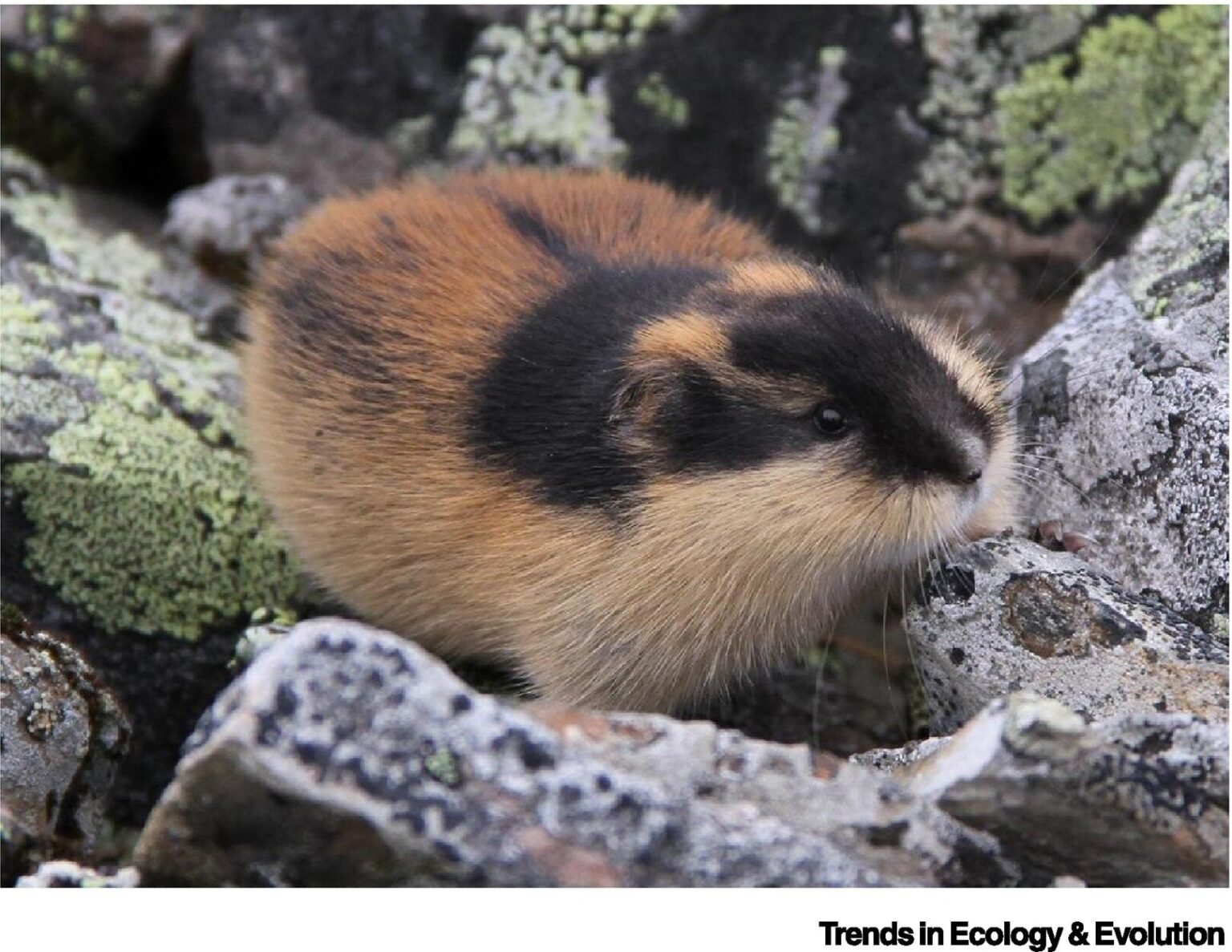 Ice Age Architects: How Mammoths, Arctic Foxes, and Other Cold ...