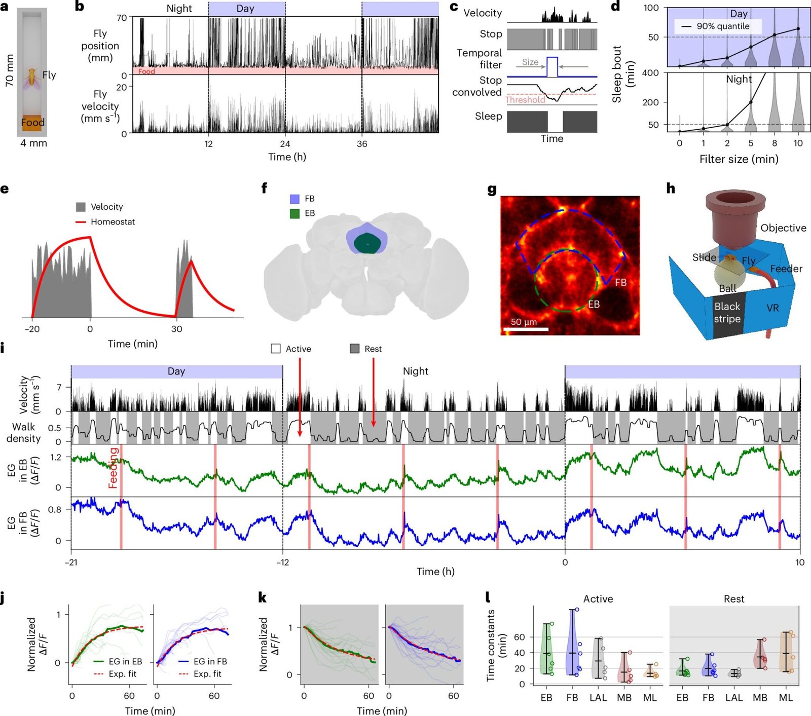 How Tiny Fruit Flies Are Changing What We Know About Sleep