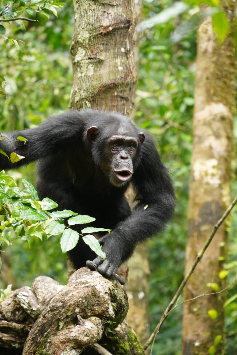 Chimpanzee Calls Reveal Clues to the Origins of Human Language