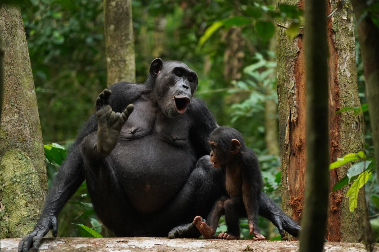 Chimpanzee Calls Reveal Clues to the Origins of Human Language