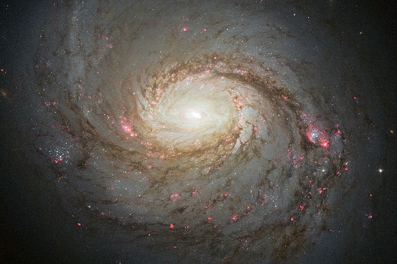 The Hidden Signal from the Squid Galaxy