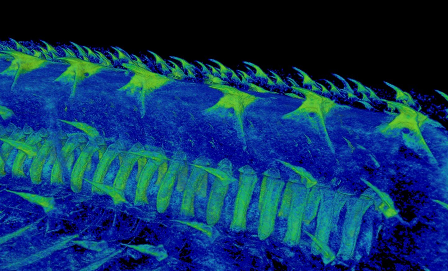 Scientists Discover Teeth Began as Sensory Armor Long Before Eating ...