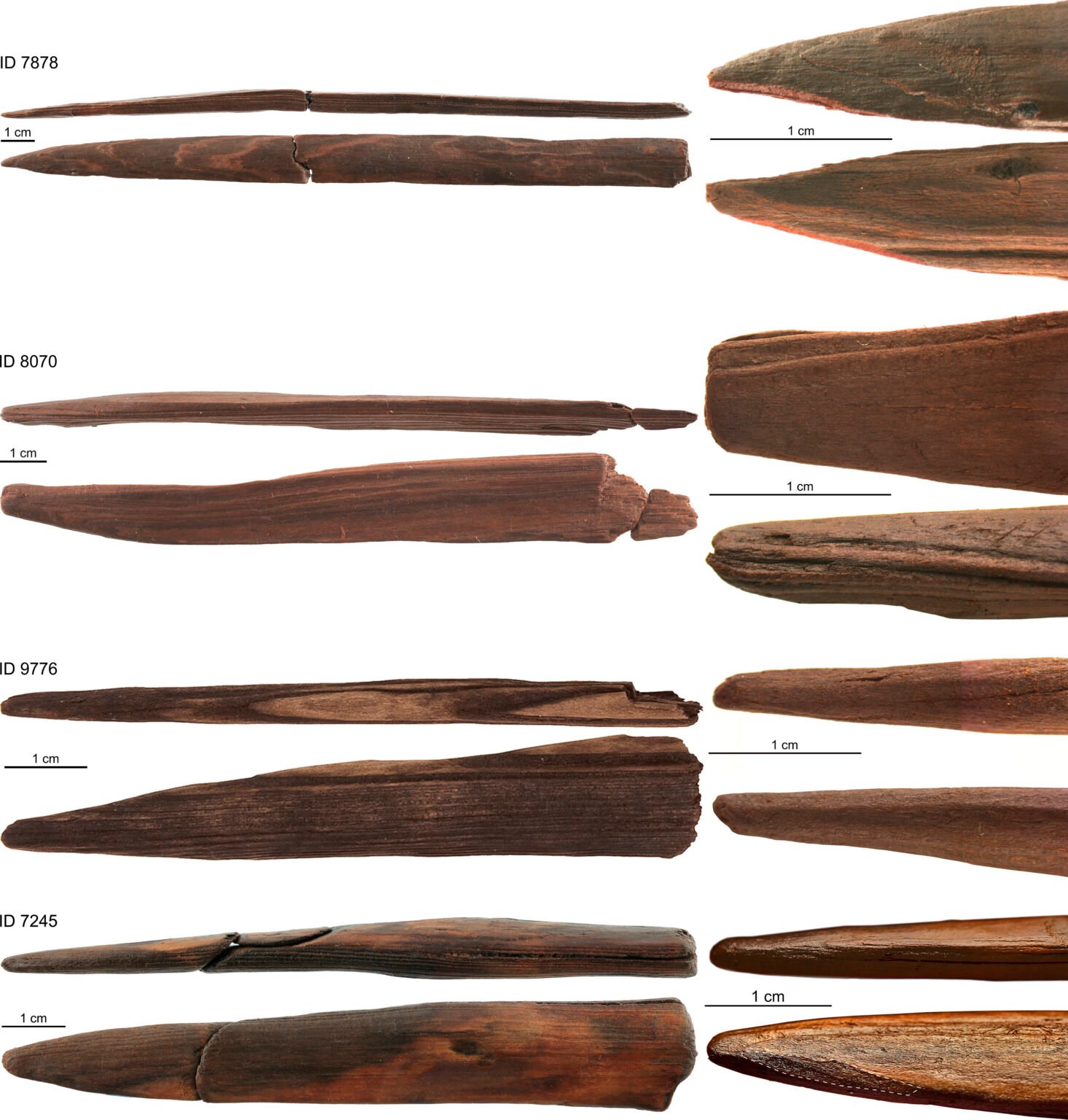 300,000-Year-Old Wooden Tools Reveal Early Human Genius