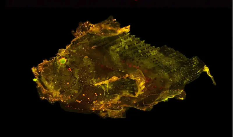 Ancient Glowing Fish Reveal a 112 Million Year Evolutionary Light Show