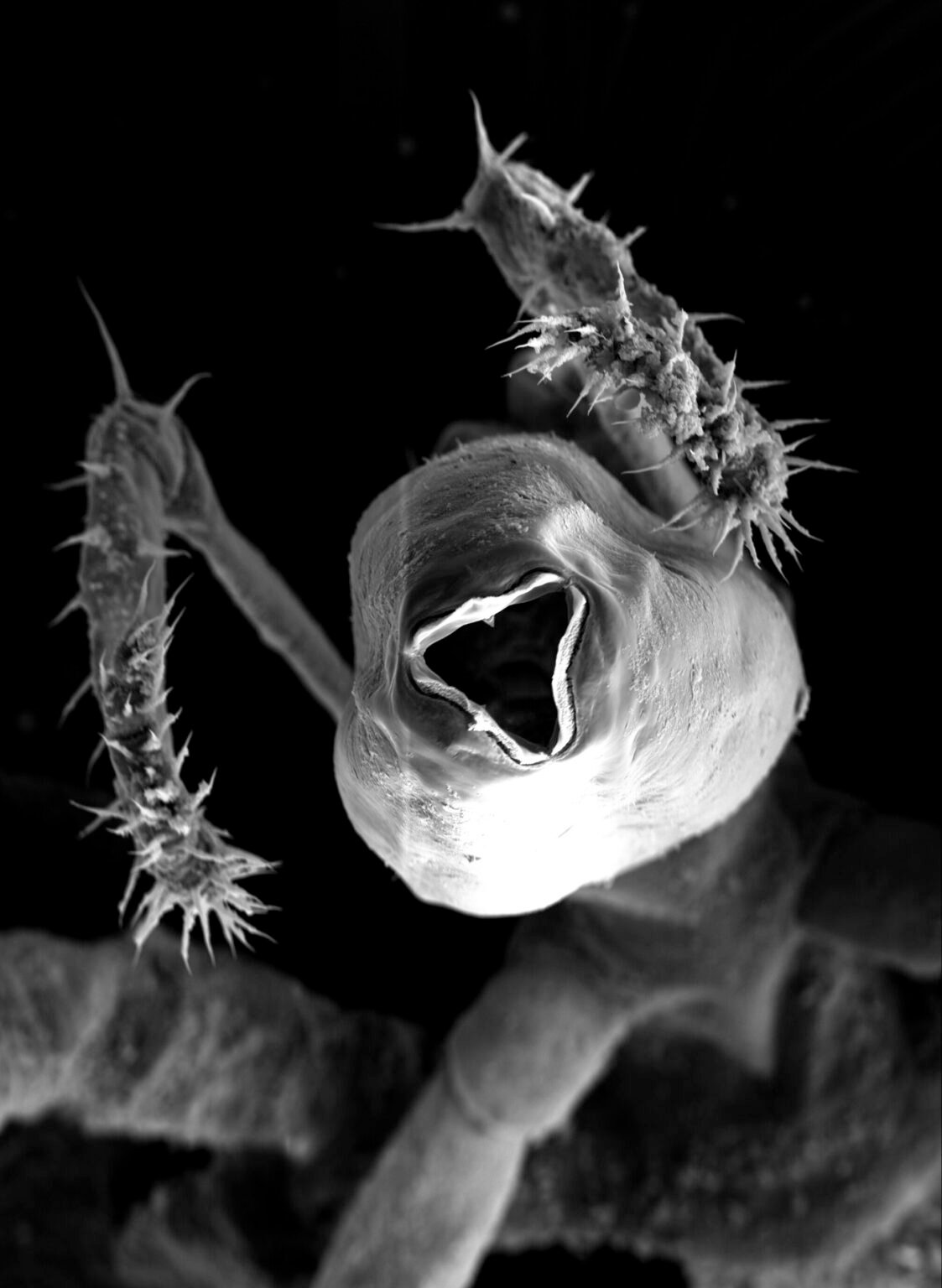 Deep Sea Spiders Discovered Farming Methane-Eating Bacteria for Food