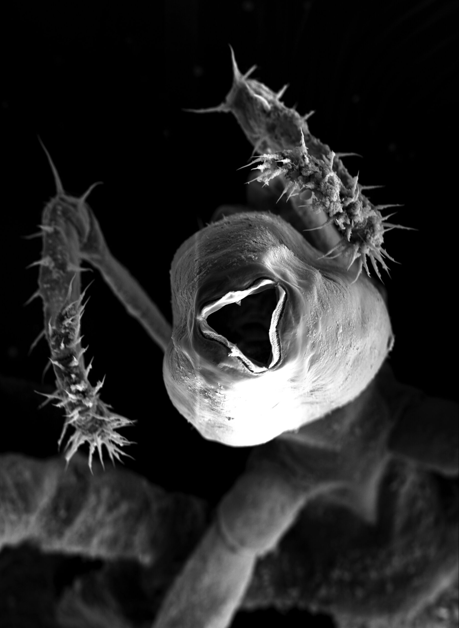 Deep Sea Spiders Discovered Farming Methane-Eating Bacteria for Food