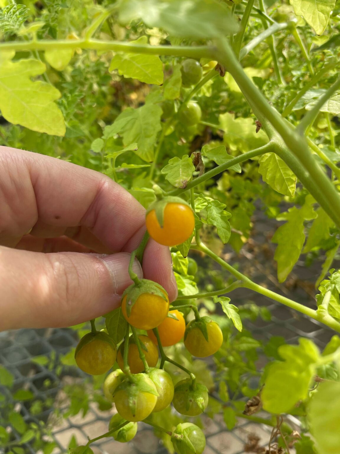 Galápagos Tomatoes Are Rewinding Evolution in Real Time