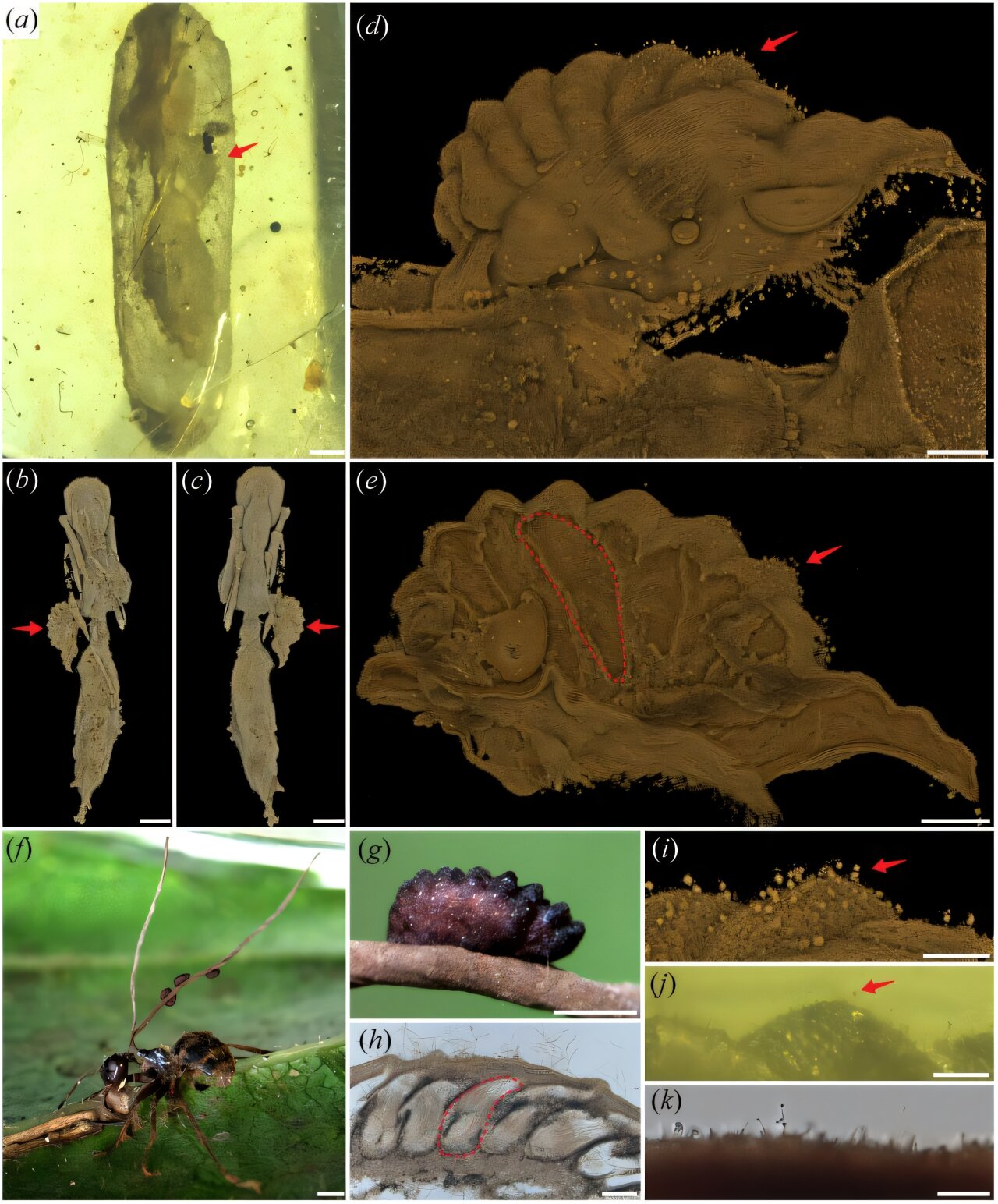 Ancient Fungi Turned Insects into Zombies 133 Million Years Ago