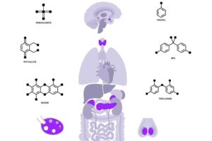 How Endocrine Disruptors Affect Human Health