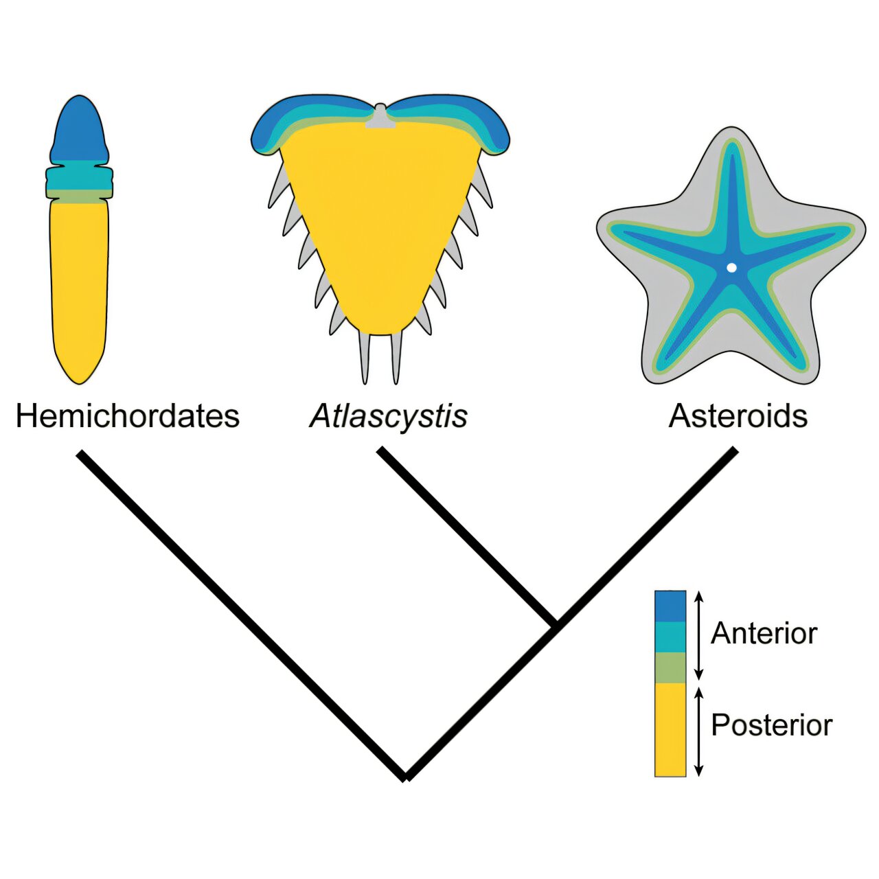 This Ancient Fossil Just Solved One Of Evolutions Weirdest Mysteries