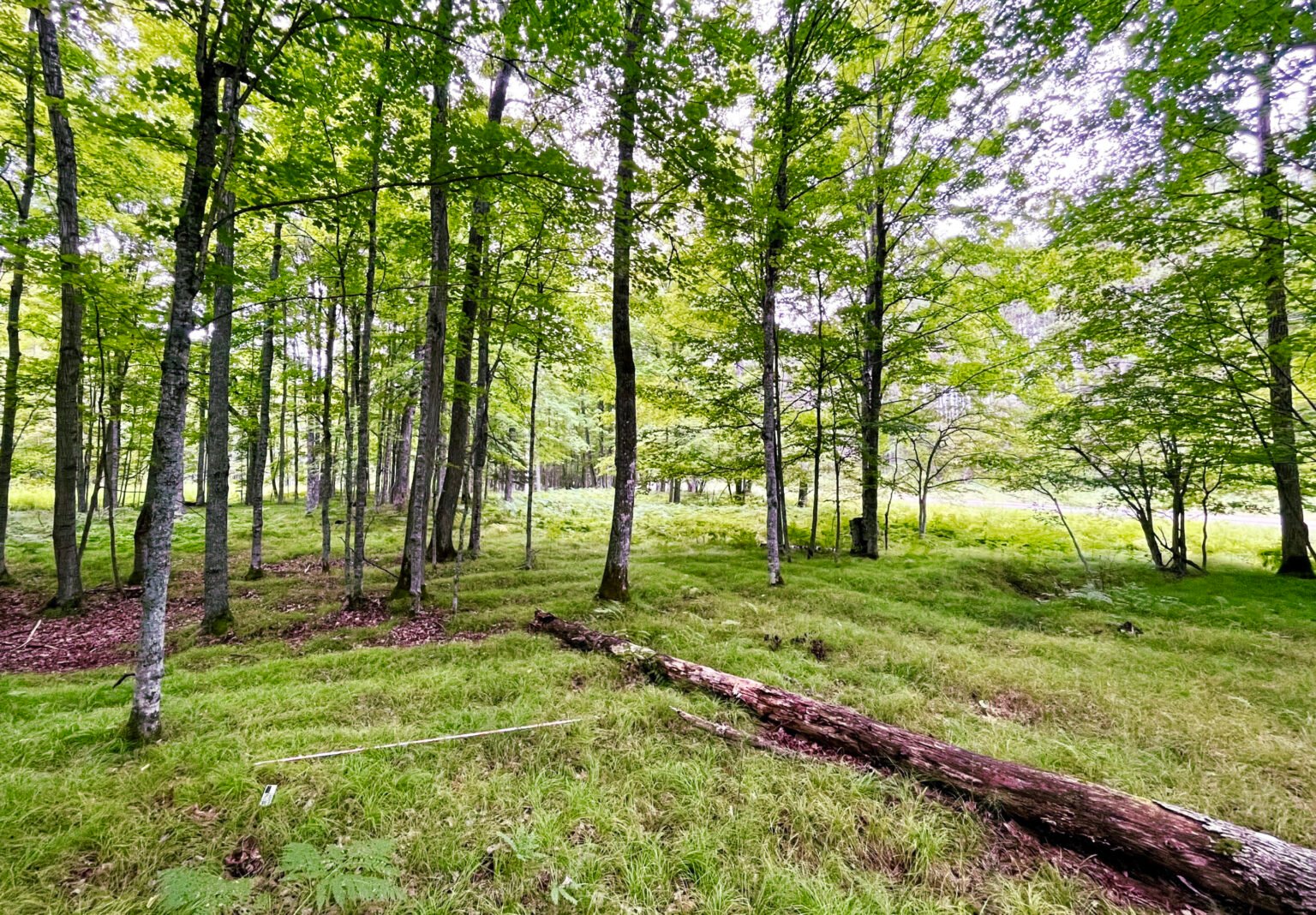 Ancient Farming Practices Unearthed in Michigan’s Upper Peninsula