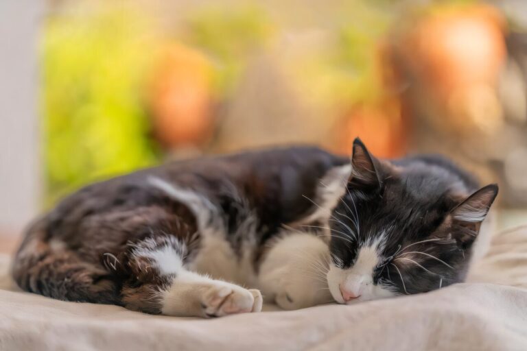 Cats Prefer the Left Side When Sleeping and Scientists Finally Know Why