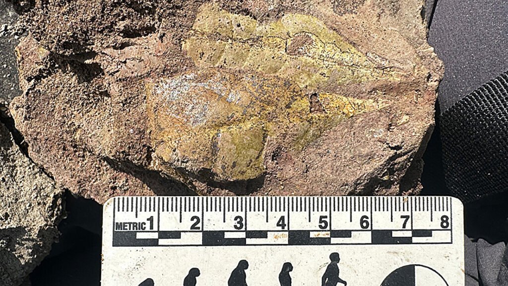 Fossils Buried in Volcanic Ash Uncover the Origins of Great Apes