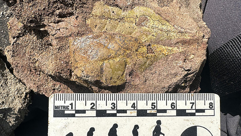 Fossils Buried in Volcanic Ash Uncover the Origins of Great Apes