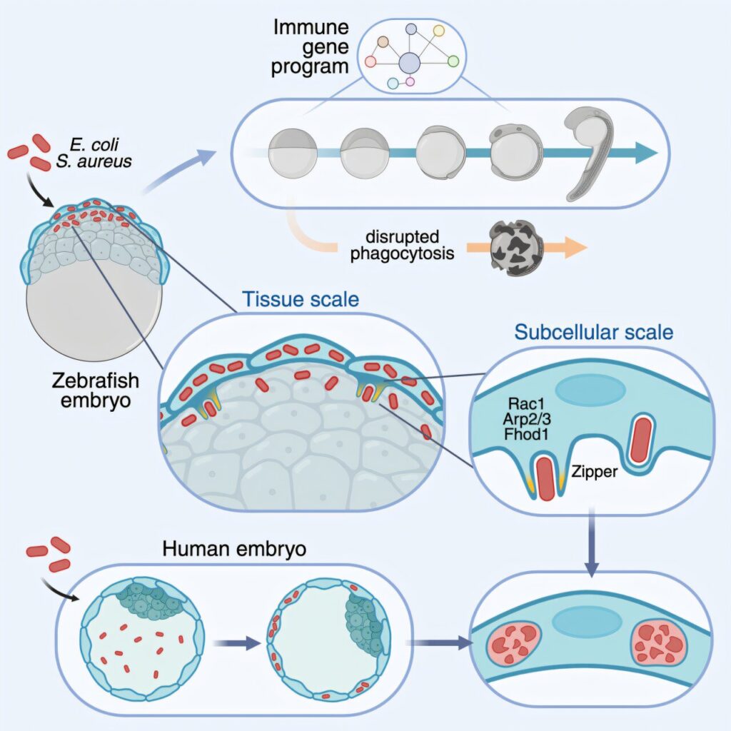 Scientists Capture How Human Embryos Fight Off Bacteria Before Birth