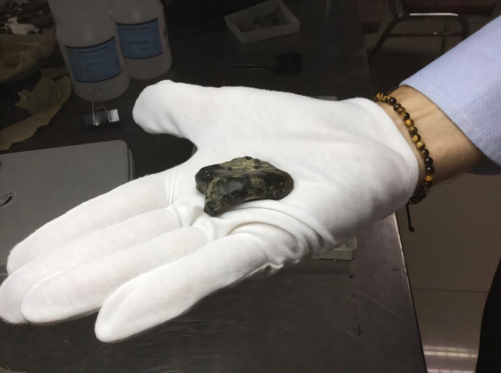 Ancient Human Fossils Discovered Beneath the Java Sea