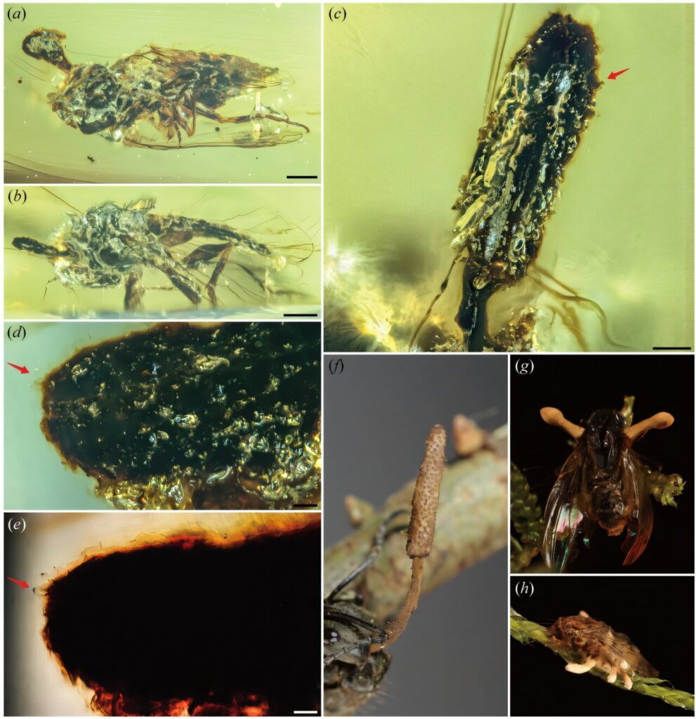 Ancient Fungi Turned Insects into Zombies 133 Million Years Ago