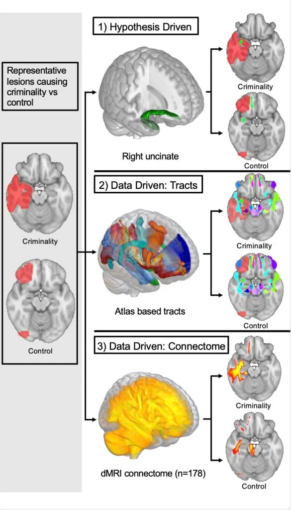 Scientists Reveal First Complete Map of the Fruit Fly Nervous System