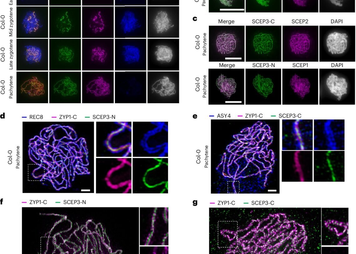 Why Some Animals Can Regrow Limbs