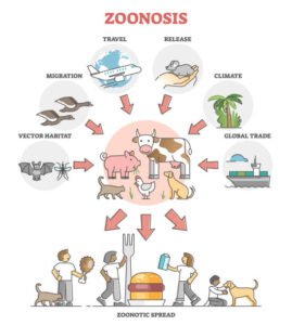 Zoonotic Diseases: How Animal Viruses Jump to Humans