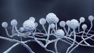 How Fungal Infections Work — And Why They’re on the Rise