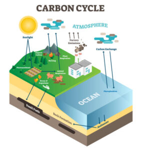Understanding Earth’s Carbon Cycle and Its Role in Climate Regulation