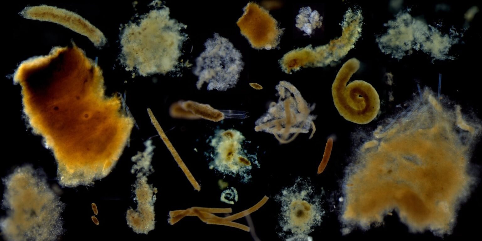 New Research Unveils Ocean's Secret Carbon Gatekeepers