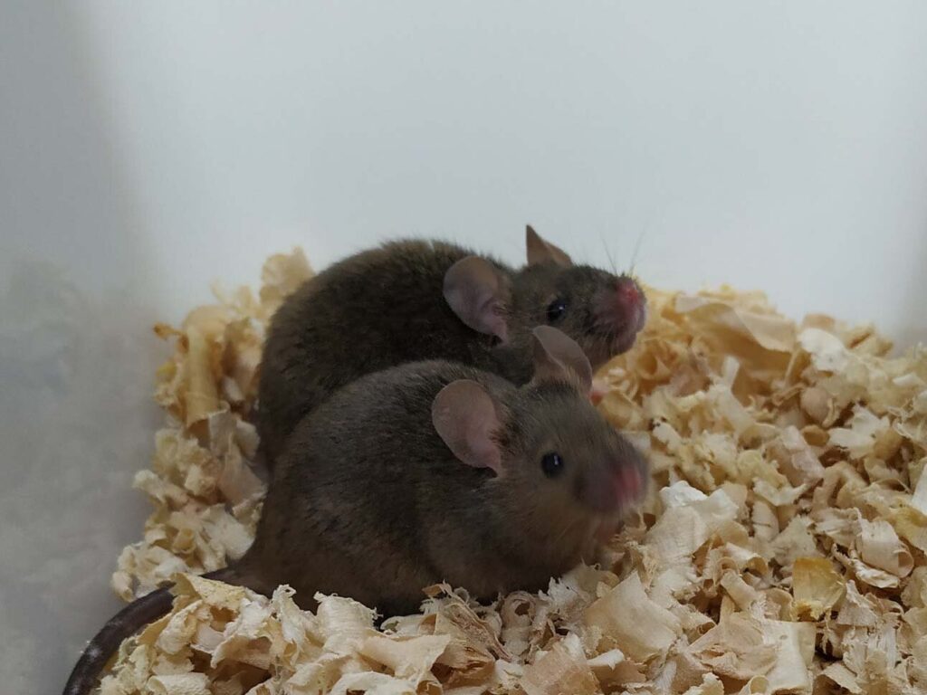 Scientists Create Fertile Mice Using Only Male DNA