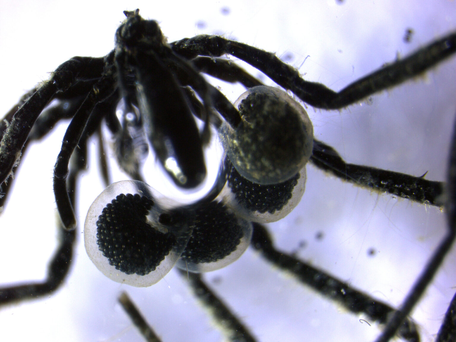 Deep Sea Spiders Discovered Farming Methane-Eating Bacteria for Food