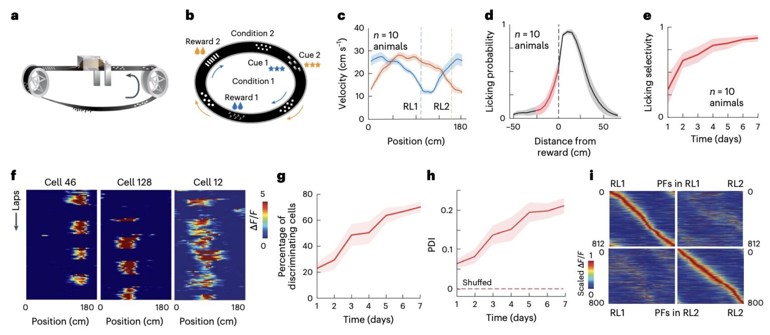 Scientists Discover the Brain’s Trick for Storing New Memories Without ...