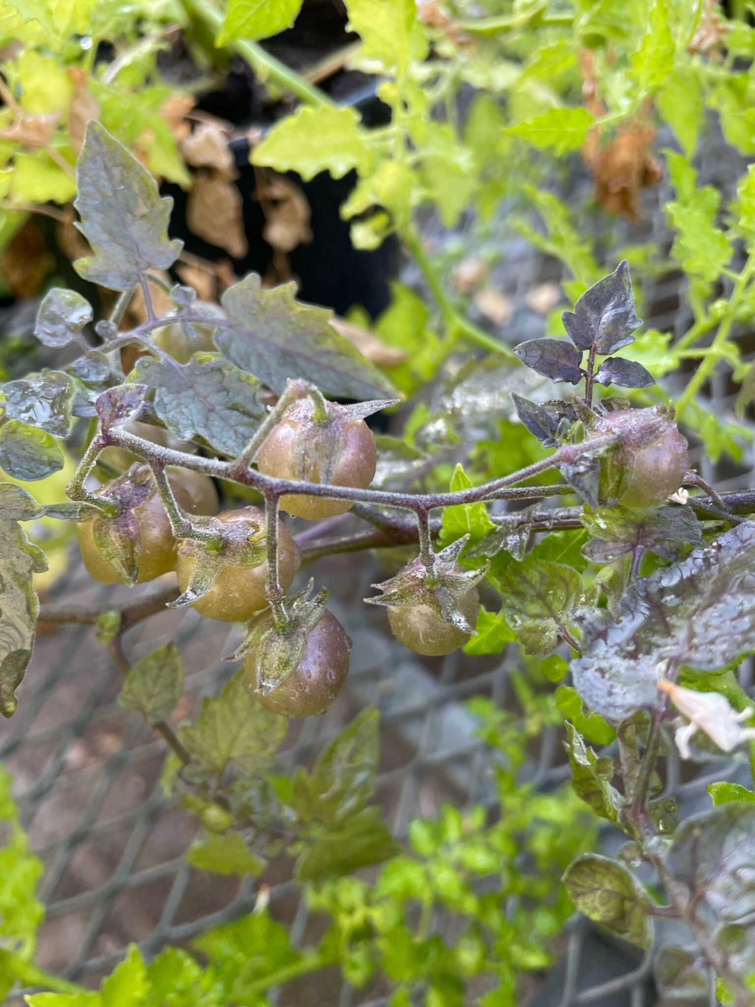 Galápagos Tomatoes Are Rewinding Evolution in Real Time