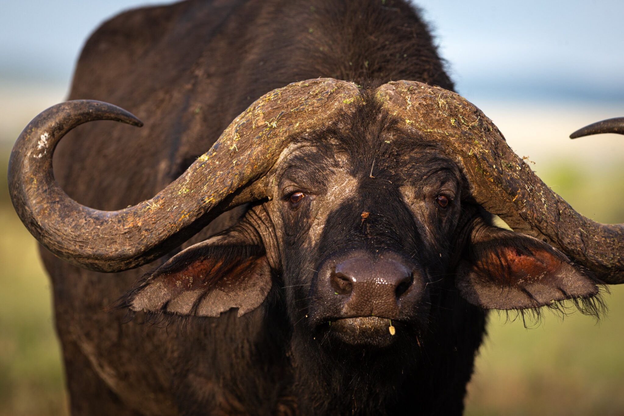 How Giant Herbivores Kept Earth's Ecosystems Alive for 60 Million Years