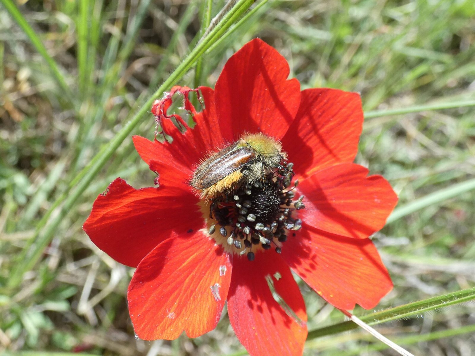 Scientists Discover Beetles With Vision That Defies Insect Norms